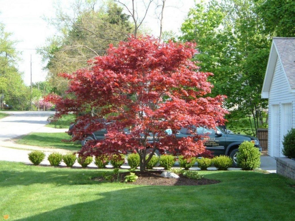 Green Cutleaf Japanese Maple Neerhof Landscapes Inc